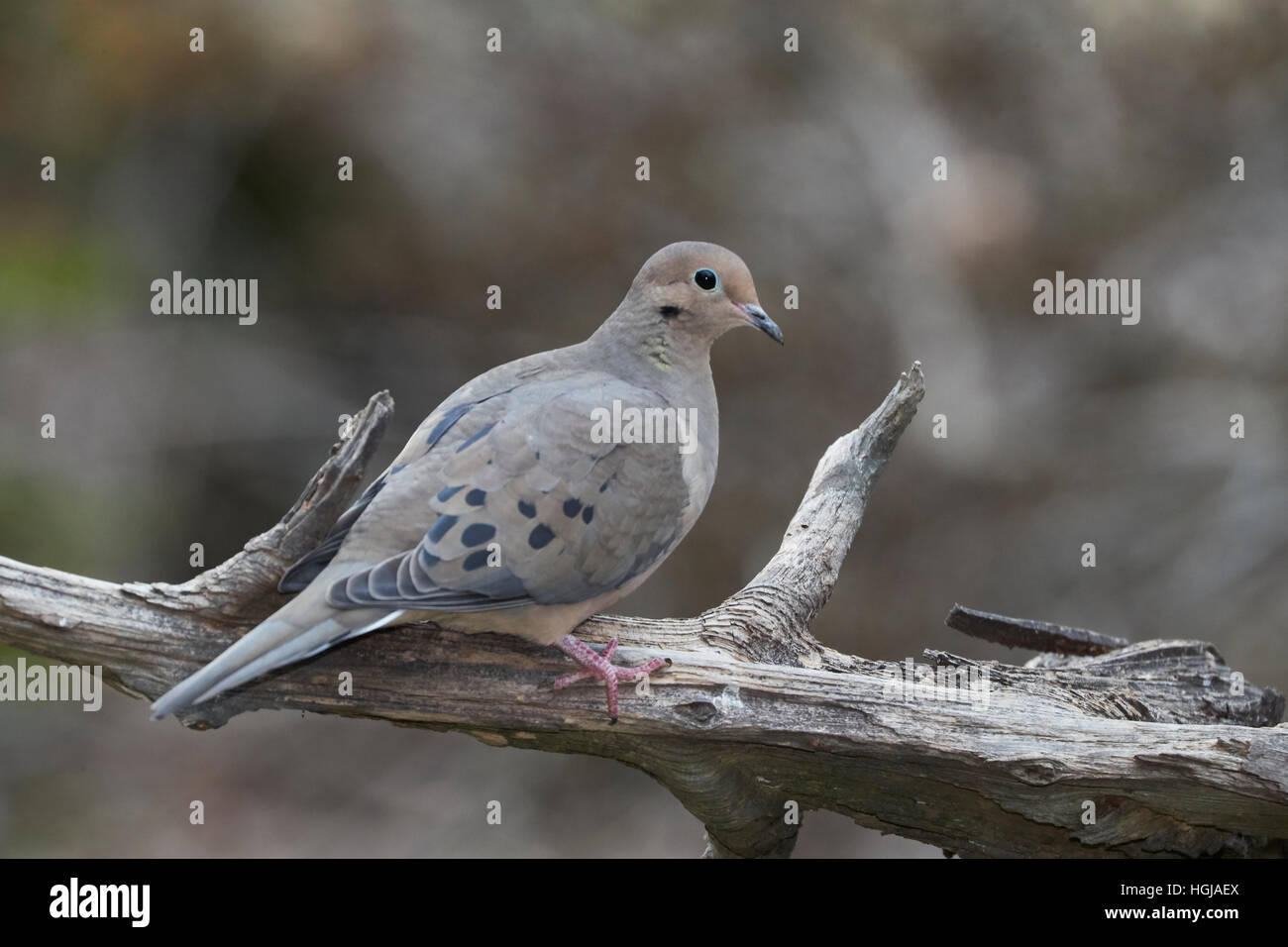 Mourning dove hi-res stock photography and images - Alamy