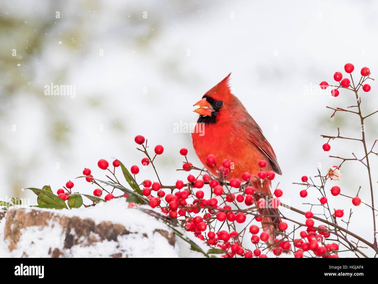 Cardinal in winter hi-res stock photography and images - Alamy