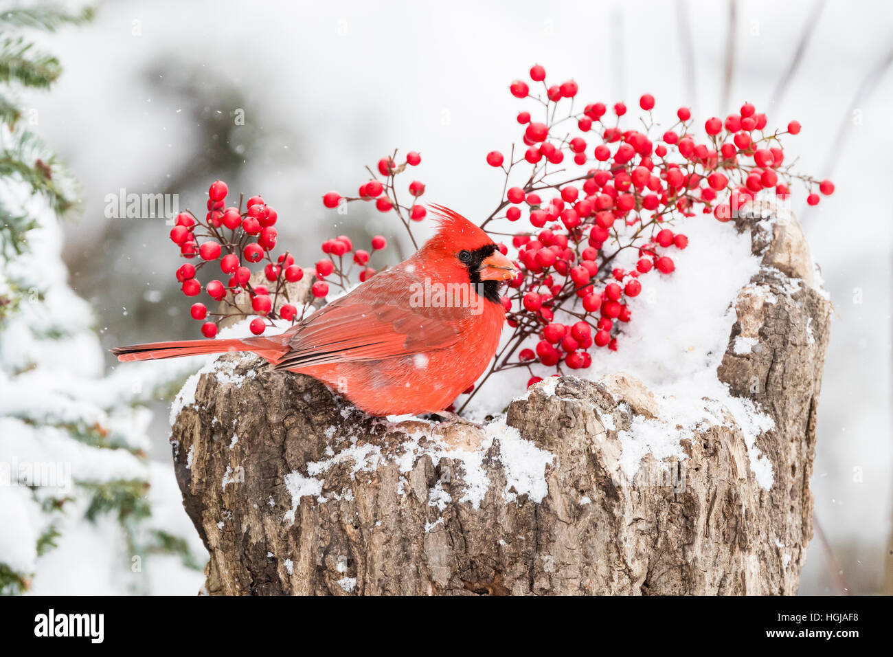 Cardinal in winter hi-res stock photography and images - Alamy
