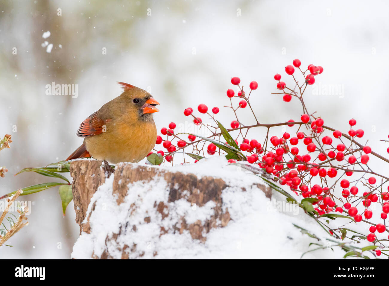 Female cardinal nesting hi-res stock photography and images - Alamy