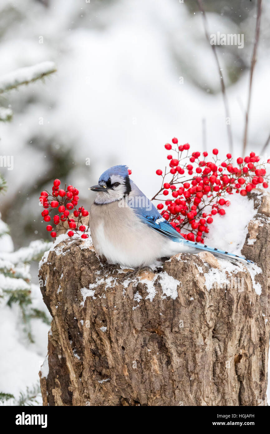 Blue bird berries hi-res stock photography and images - Alamy