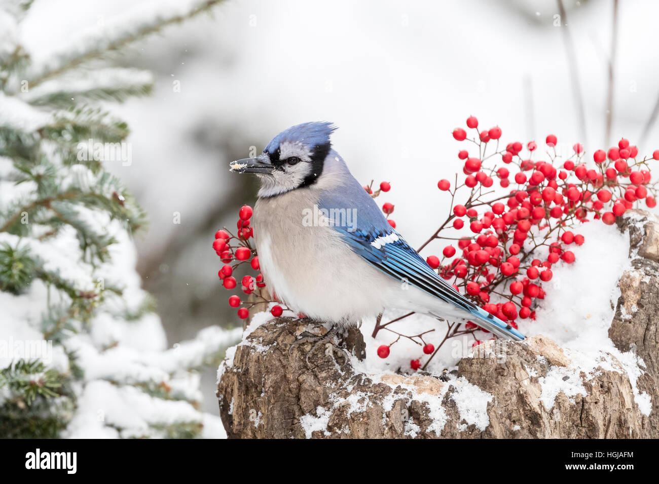 Blue Jay Bird In Snow