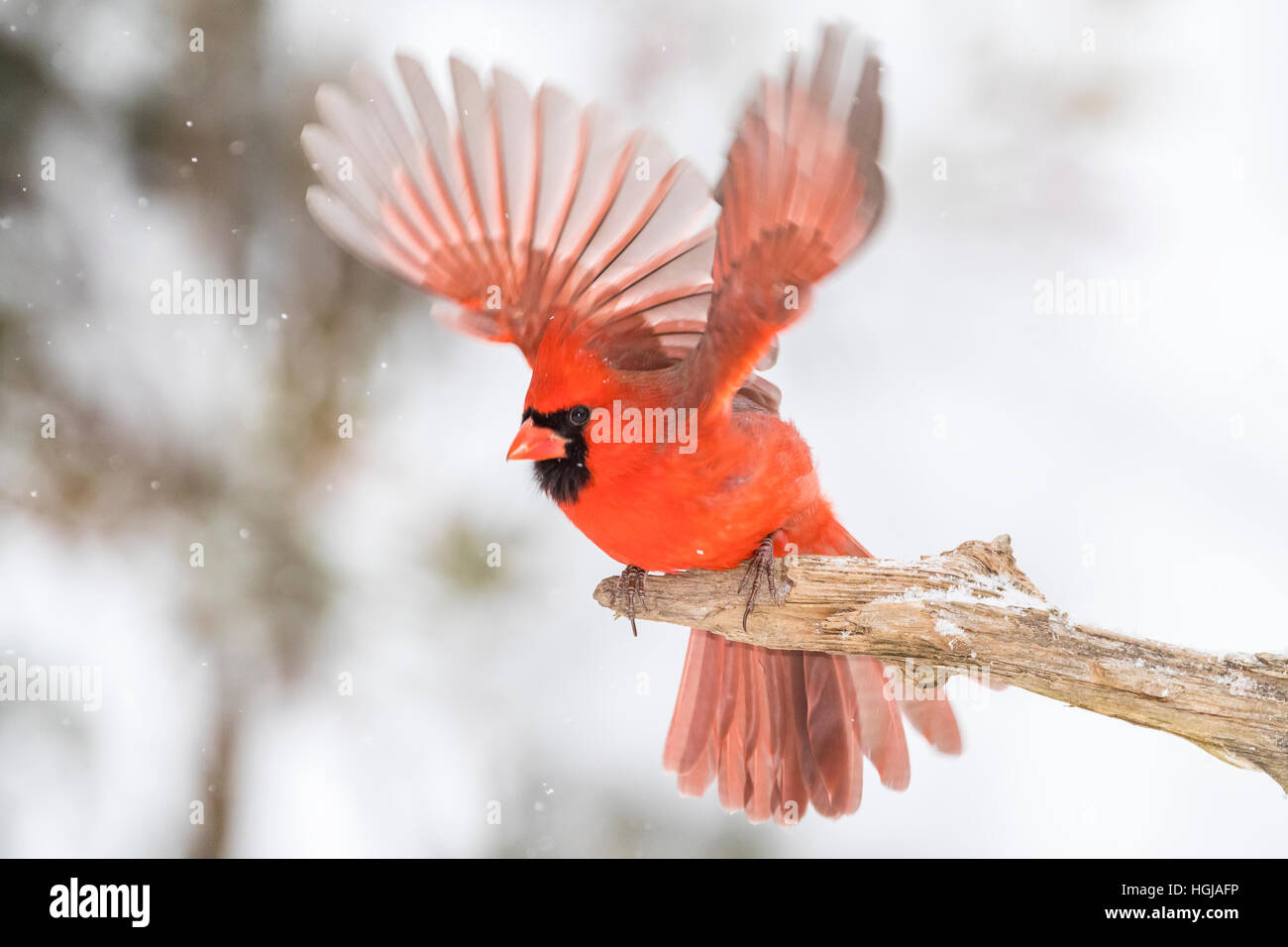 Cardinal bird flying hi-res stock photography and images - Alamy