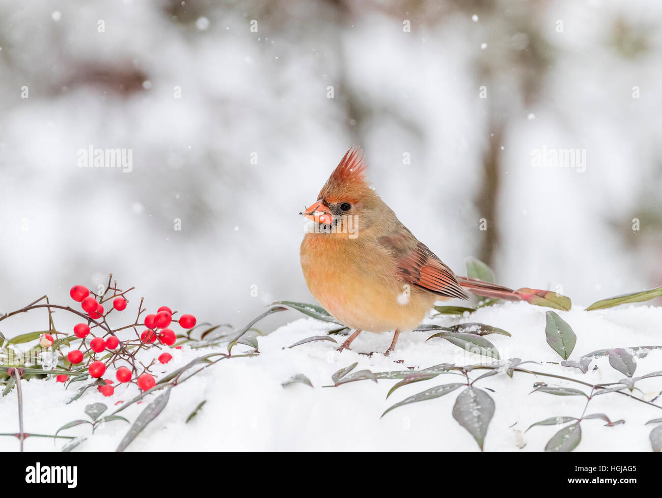 Female northern cardinal in snow hi-res stock photography and images ...
