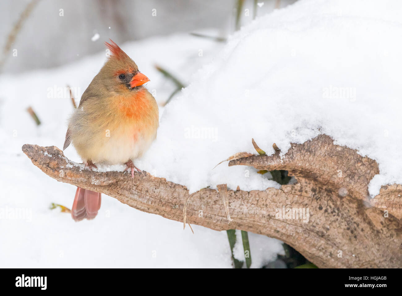 Female northern cardinal on old stump in the snow hi-res stock ...