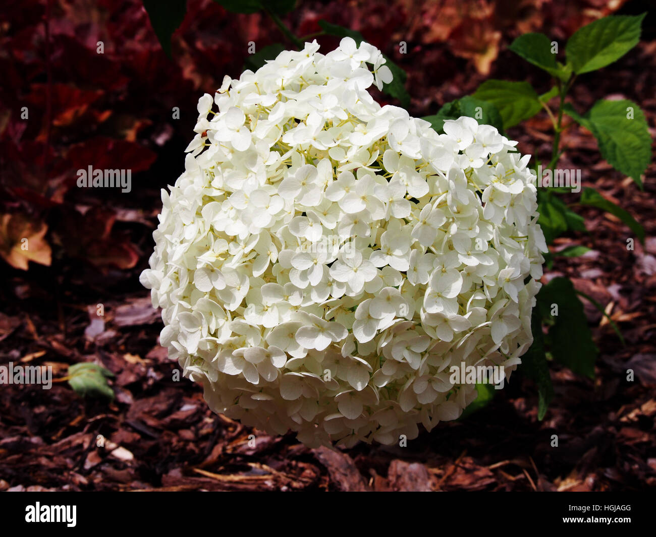 Hydrangea arborescens 'Anabelle' (smooth hydrangea, wild hydrangea ...