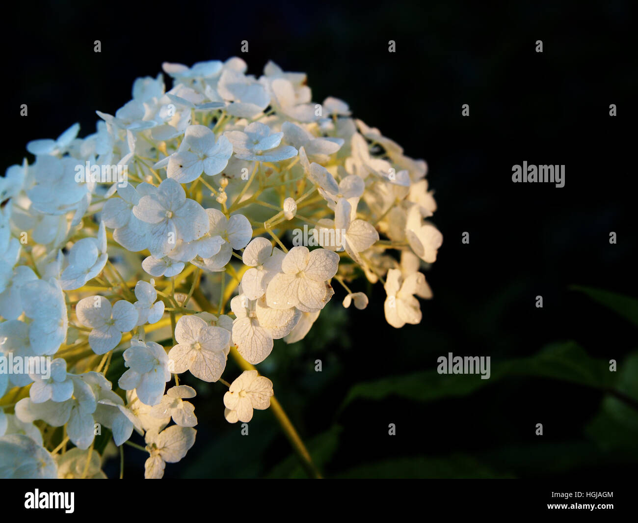 Hydrangea arborescens 'Anabelle' (smooth hydrangea, wild hydrangea ...