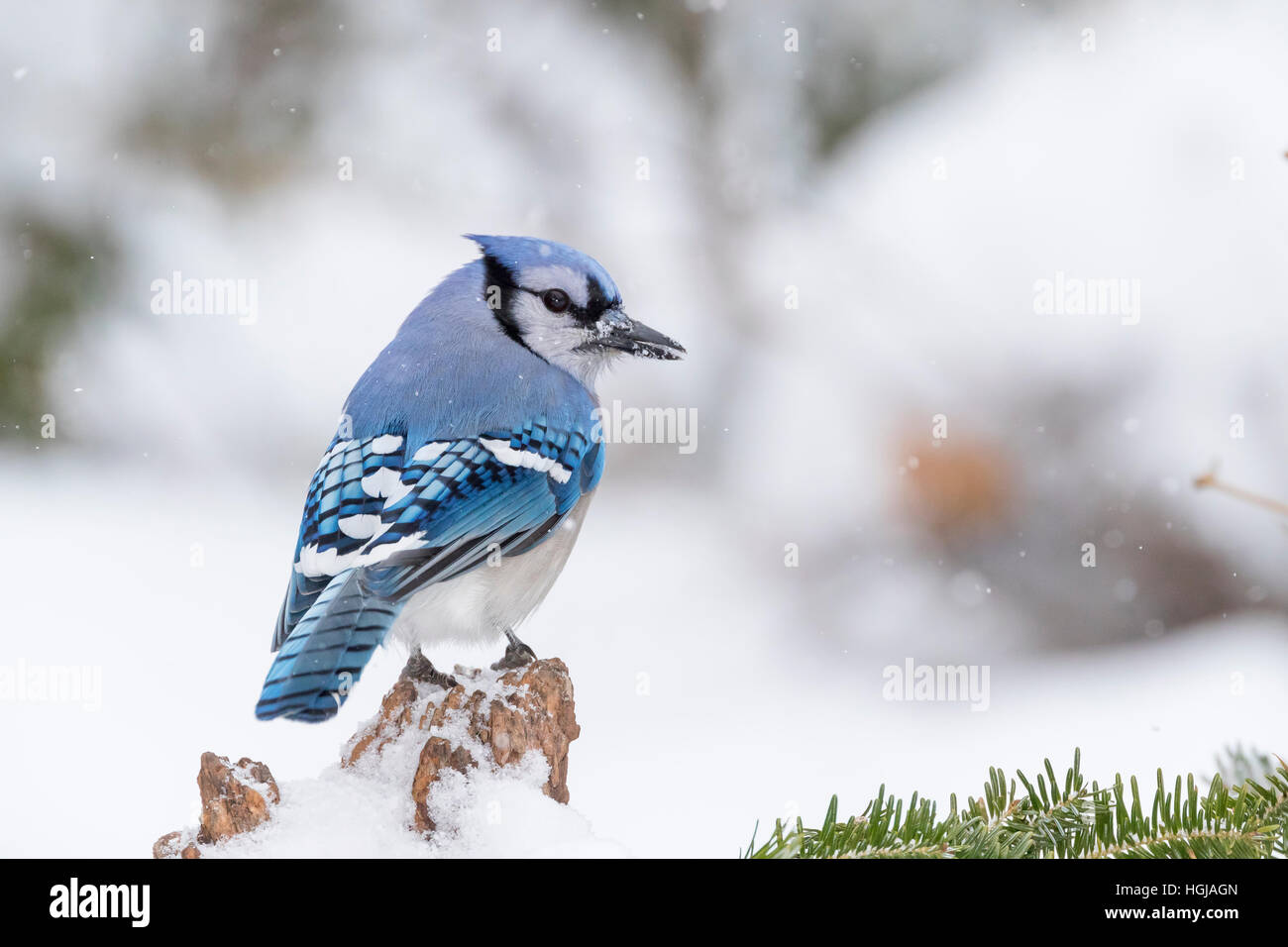 Blue jay on cold winter day in the snow hi-res stock photography and ...