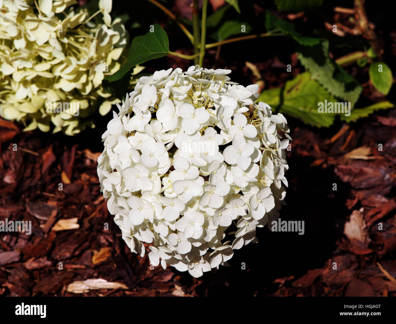 Hydrangea arborescens 'Anabelle' (smooth hydrangea, wild hydrangea ...