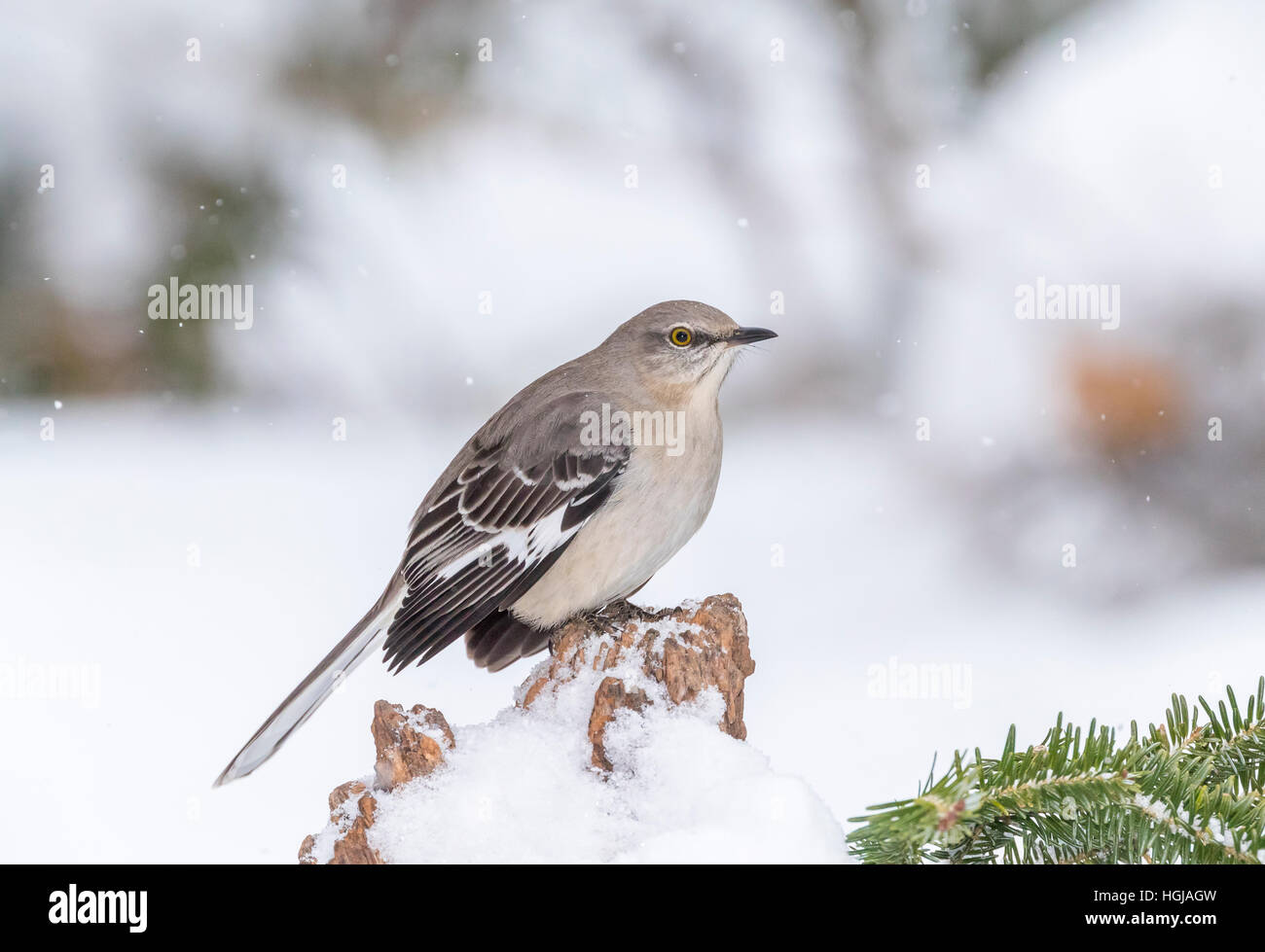 Arkansas northern mockingbird hi-res stock photography and images - Alamy
