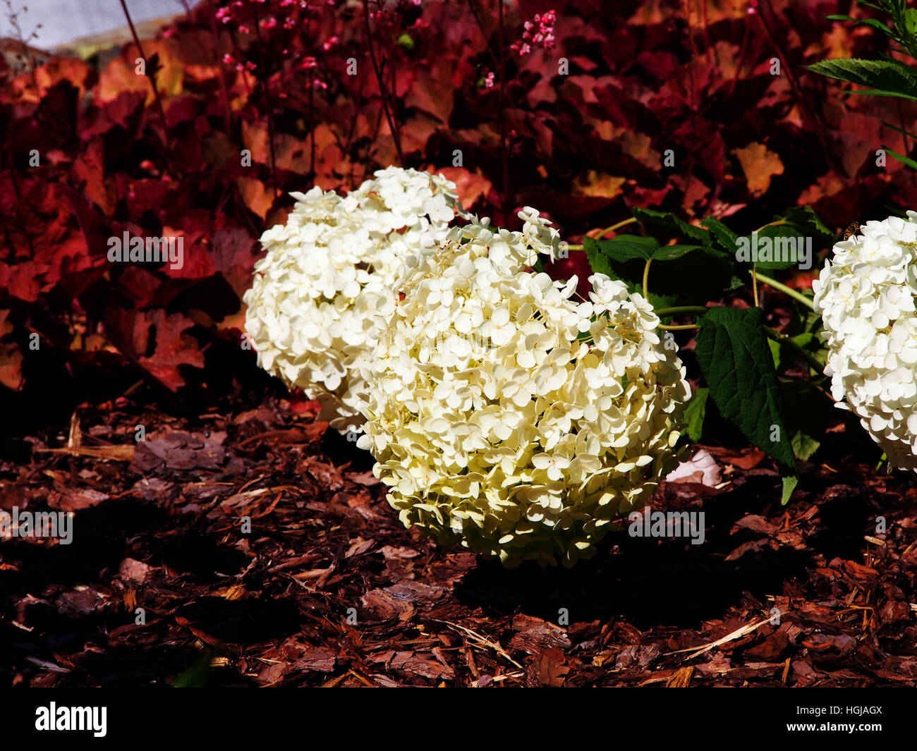 Hydrangea arborescens 'Anabelle' (smooth hydrangea, wild hydrangea ...