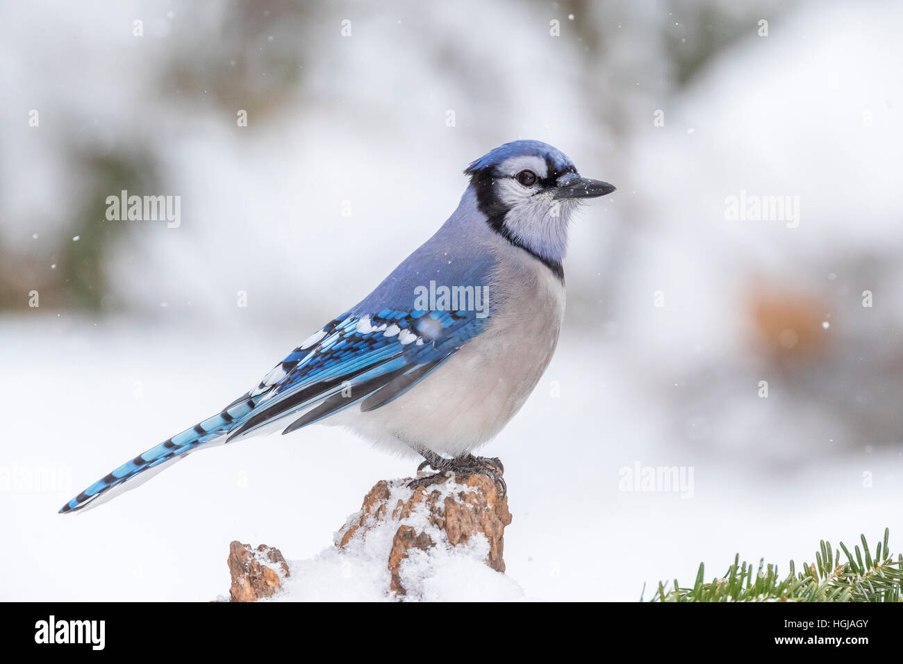 Blue jay in tree hi-res stock photography and images - Alamy