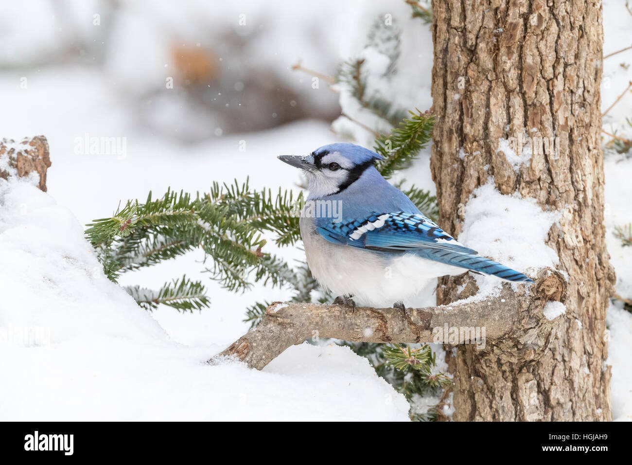 Blue jay in tree hi-res stock photography and images - Alamy