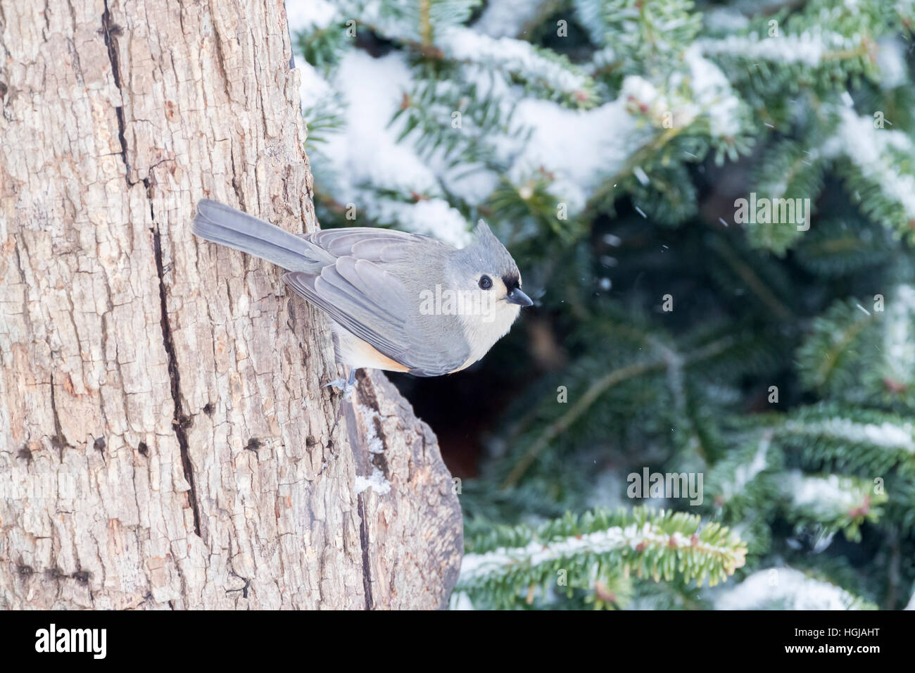 Titmouse tree hi-res stock photography and images - Alamy