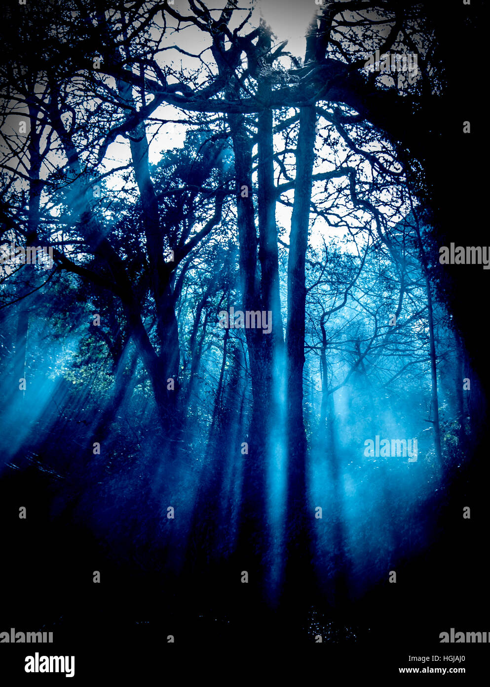 sunlight through trees Stock Photo - Alamy
