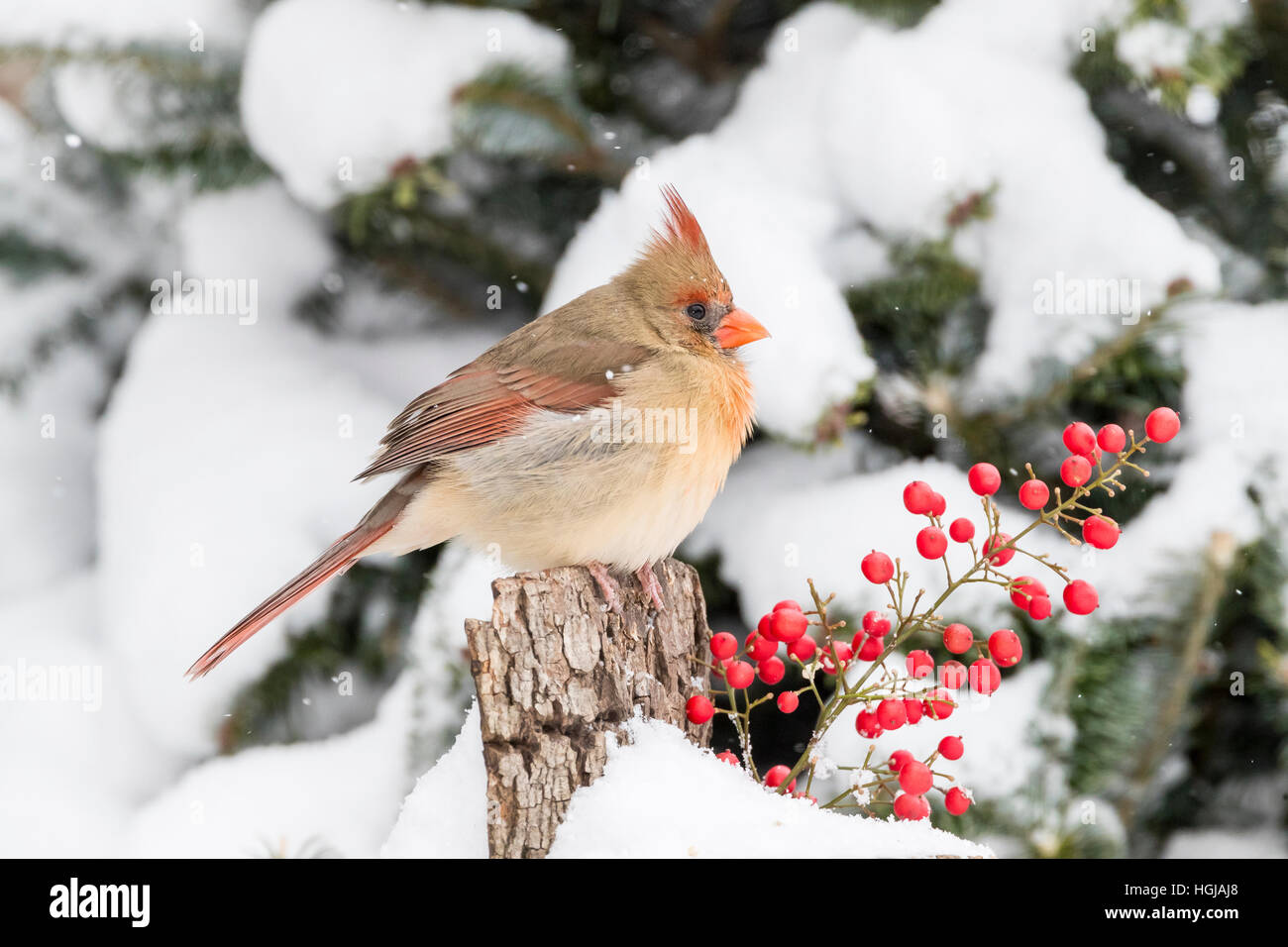 Female cardinal nesting hi-res stock photography and images - Alamy