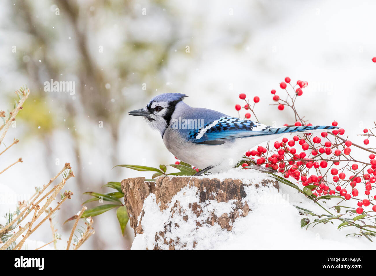 Blue bird berries hi-res stock photography and images - Alamy