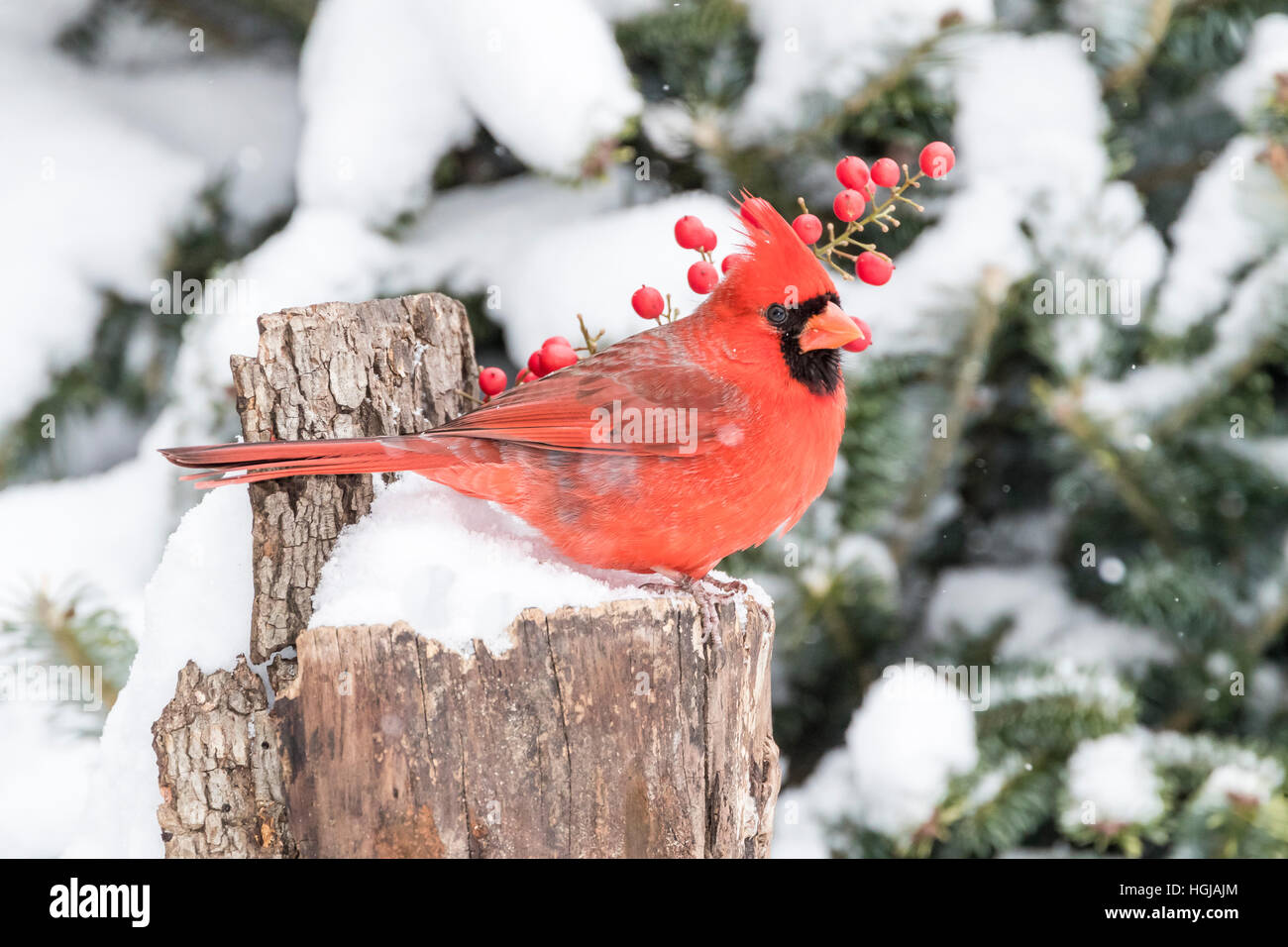 Cardinal In Snow