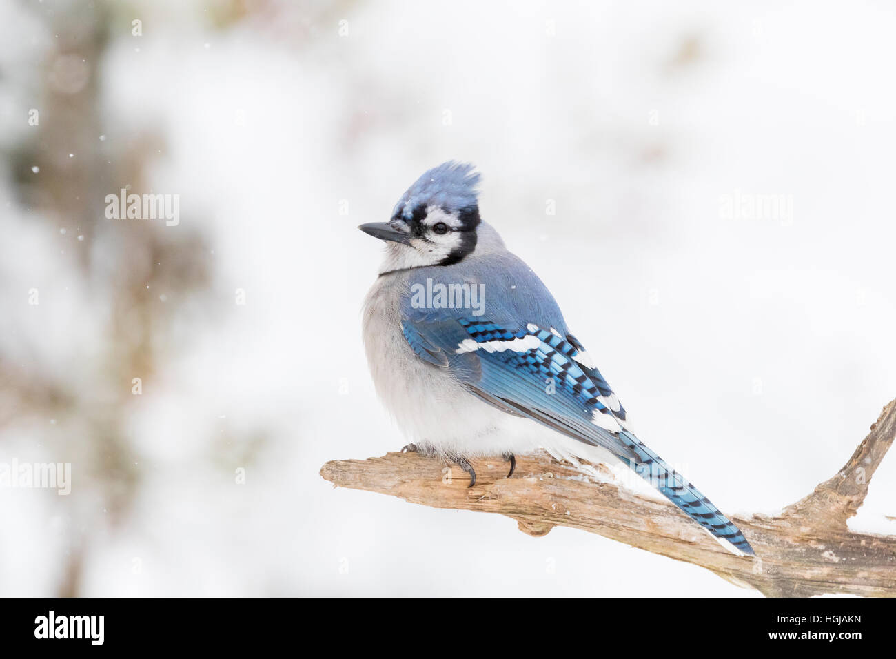 Blue jay in tree hi-res stock photography and images - Alamy