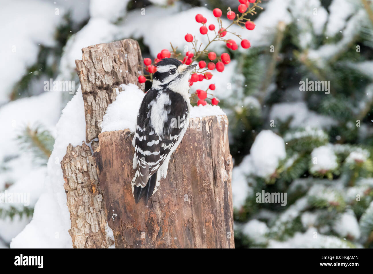 Woodpecker on snow hi-res stock photography and images - Alamy