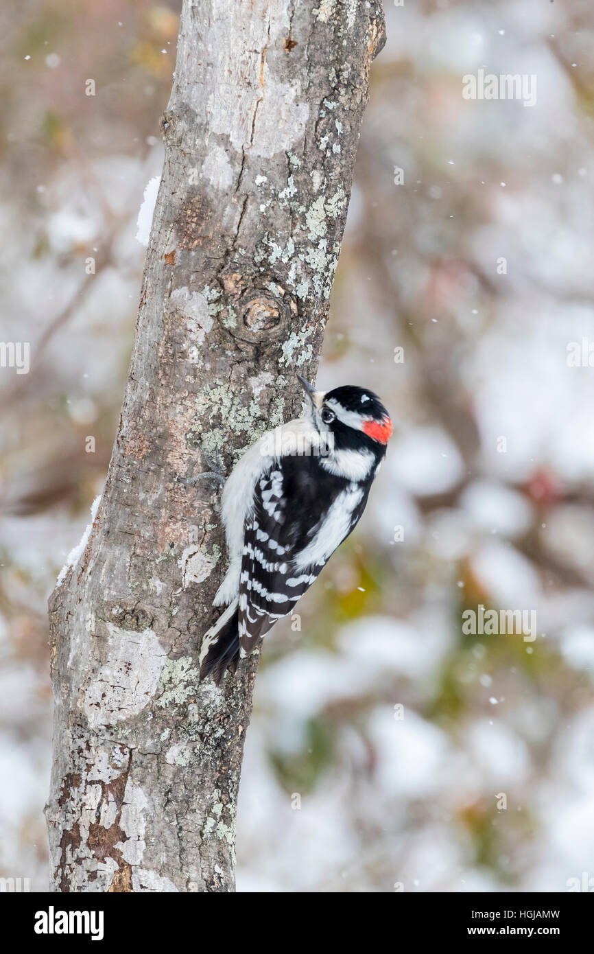 Woodpecker on side tree hi-res stock photography and images - Alamy