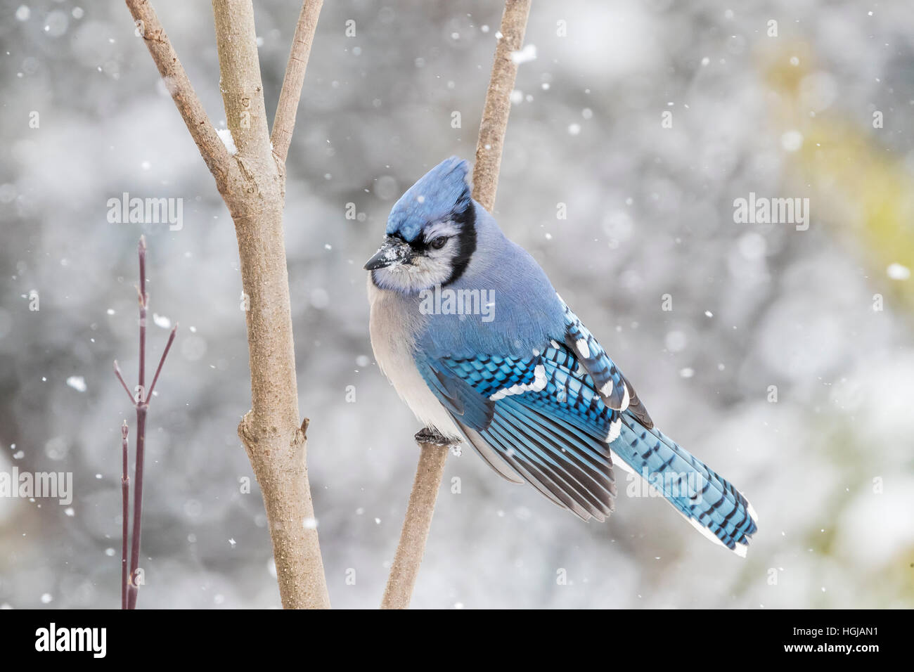 Blue jay snow hi-res stock photography and images - Alamy