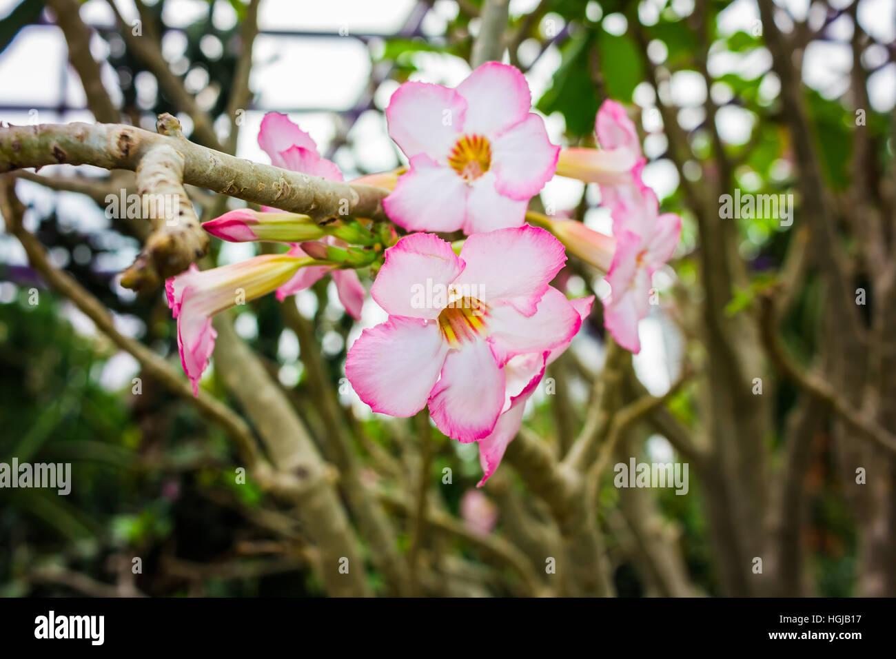 Chinese Rose, Pink Hibiscus, Pink Flower, Pink Champaca, Chaba Stock ...