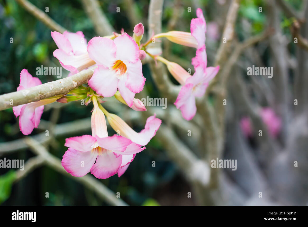 Chinese Rose, Pink Hibiscus, Pink Flower, Pink Champaca, Chaba Stock ...