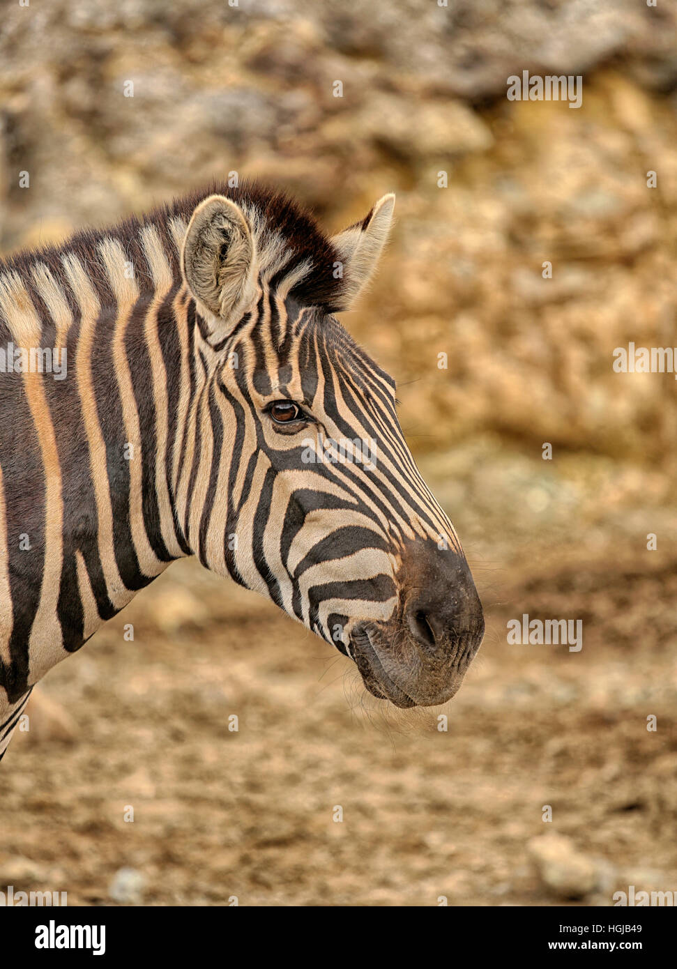 Friendly zebra hi-res stock photography and images - Alamy