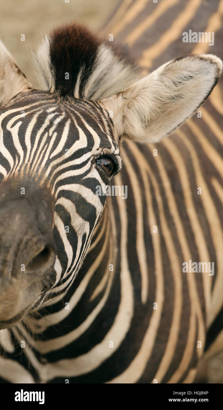 Animals cute zebra hi-res stock photography and images - Alamy