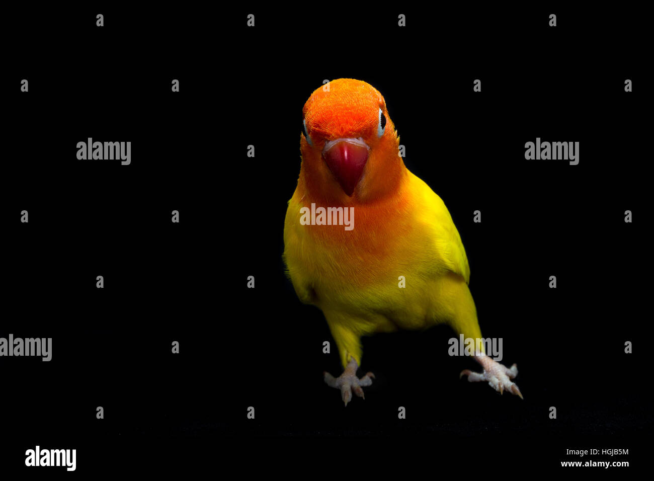 Double Yellow Lovebird, Bird in black background Stock Photo - Alamy