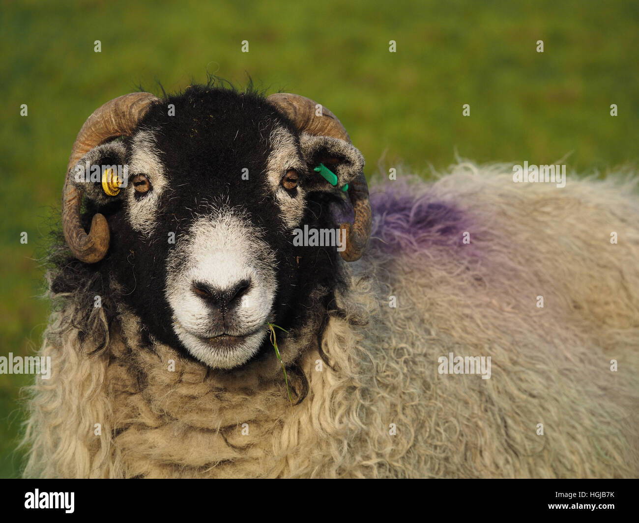 Straight faced hi-res stock photography and images - Alamy