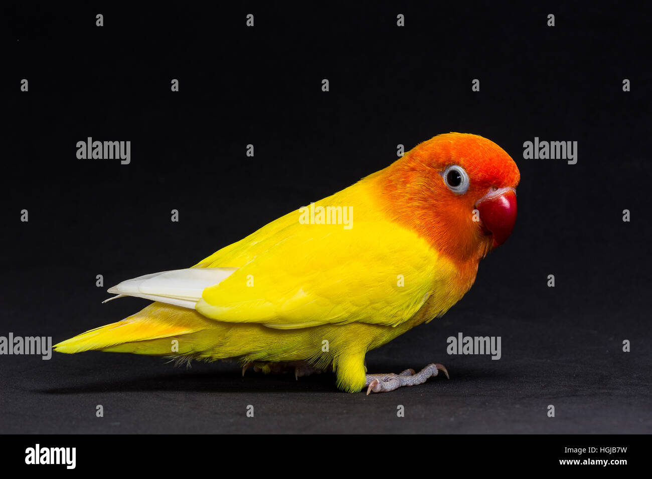 Double Yellow Lovebird, Bird in black background Stock Photo - Alamy