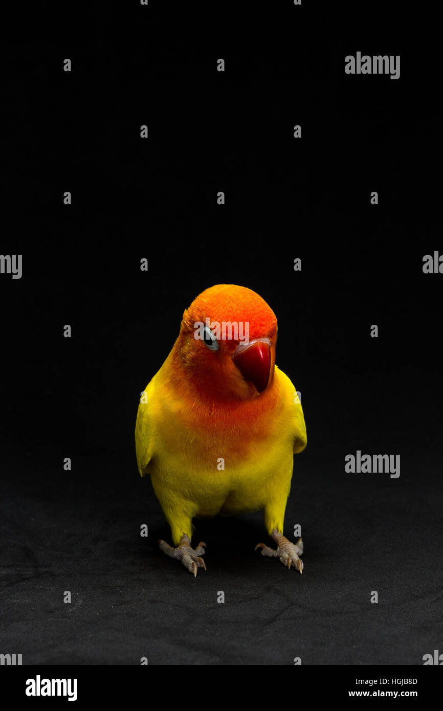 Double Yellow Lovebird, Bird in black background Stock Photo - Alamy