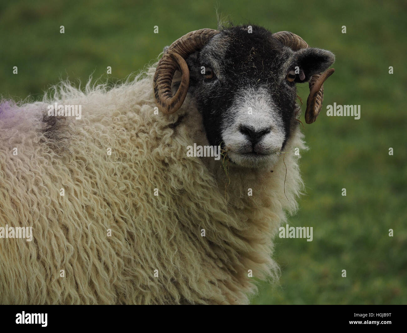 black-faced hill sheep looking straight at camera in grassy field with ...