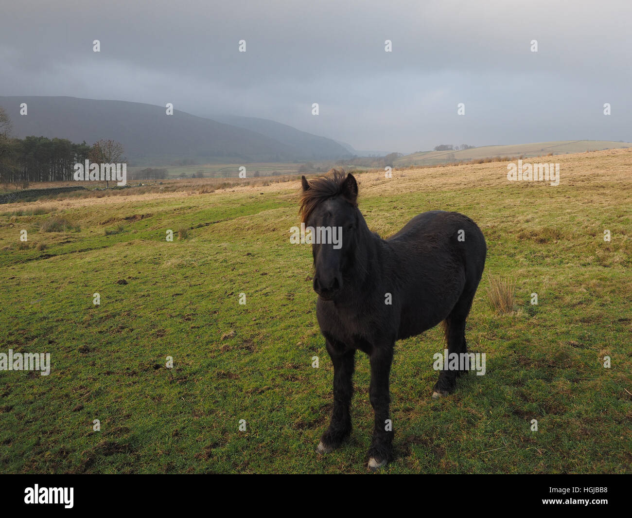 Fell pony black hi-res stock photography and images - Alamy