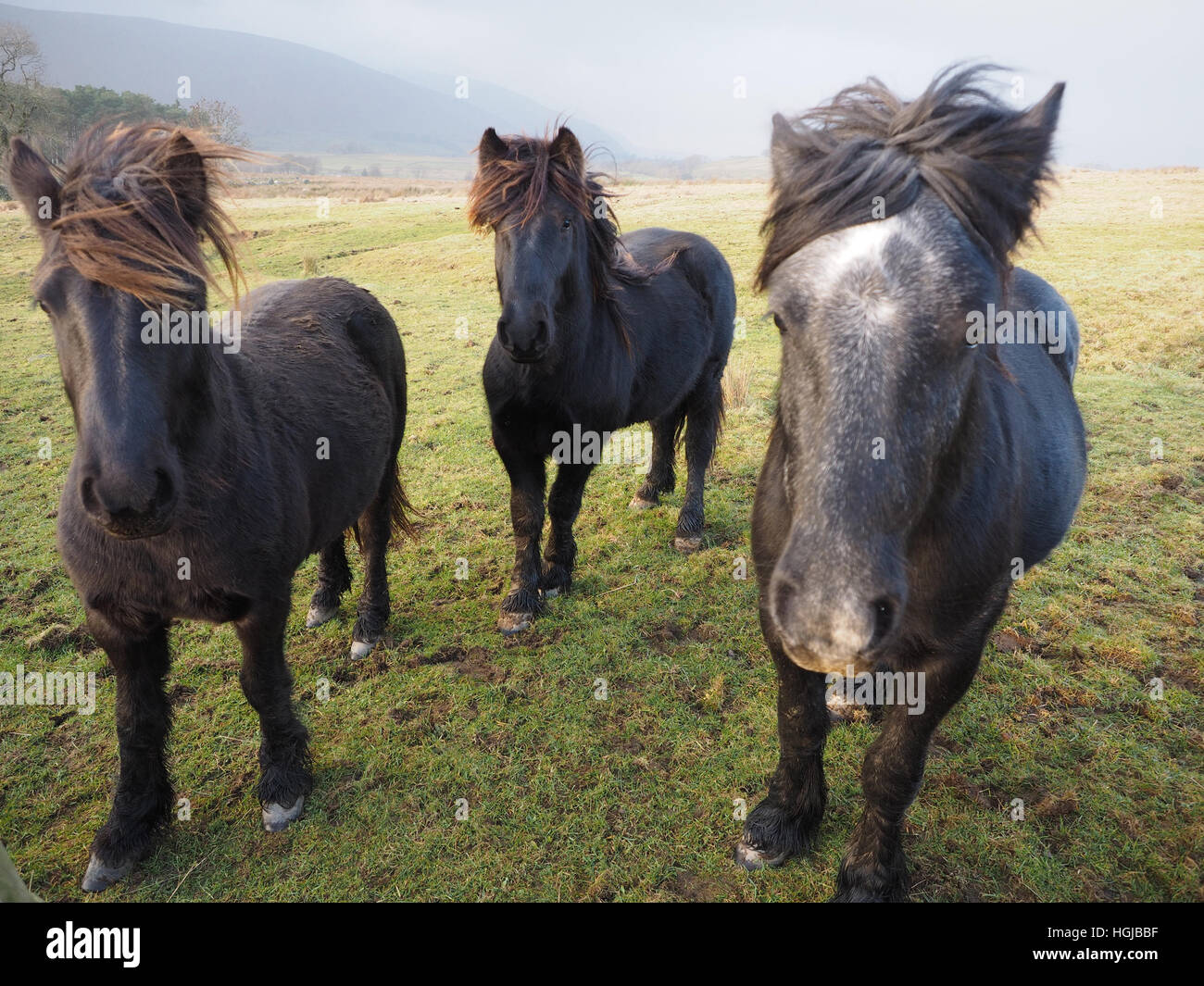 Fell Pony Ponies Stock Photos & Fell Pony Ponies Stock Images - Alamy