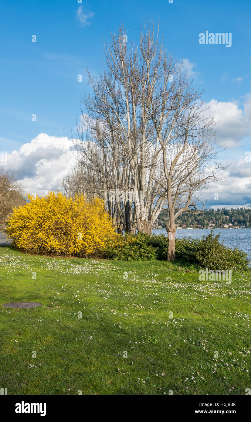 A tree and yellow bush stand out at Seward Park in Seattle, Washington ...