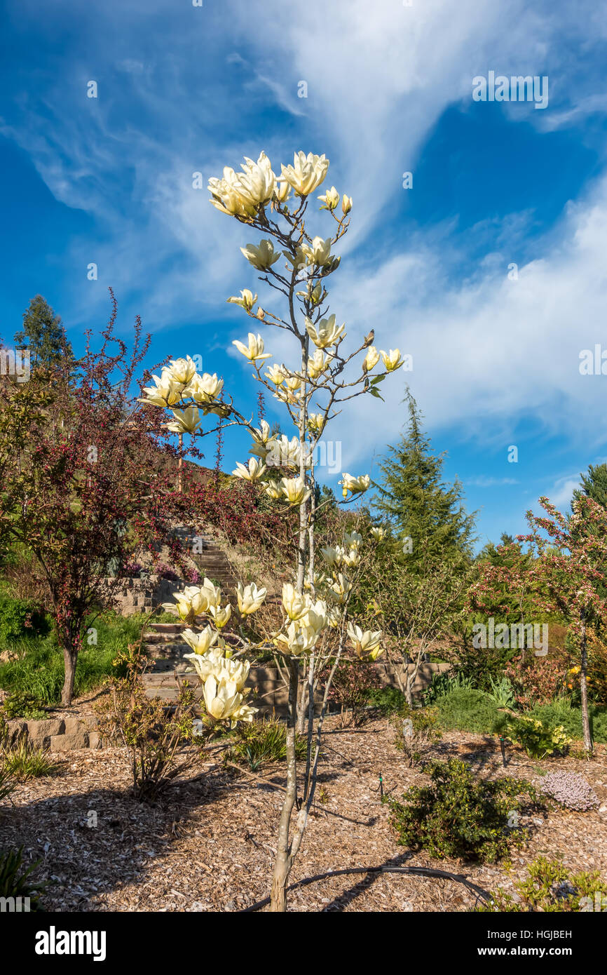 A small yellow Tulip tree blooms in spring Stock Photo - Alamy