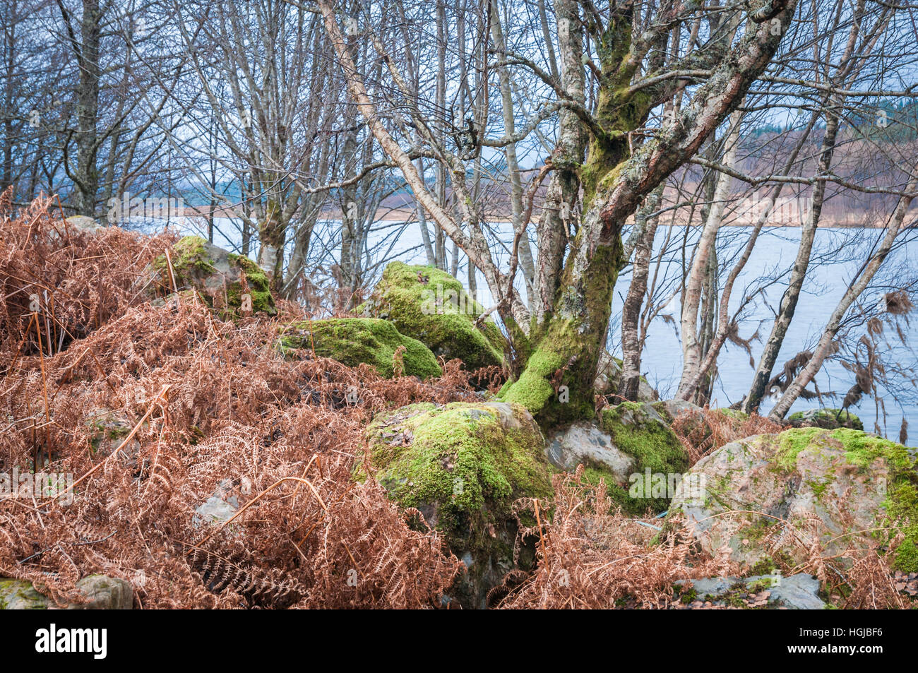 An image of moss covered rocks and bracken at the base of some Silver ...