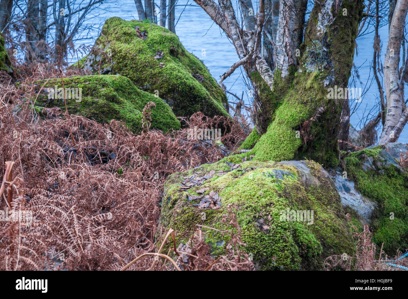 A close up image of moss covered rocks and bracken at the base of some ...