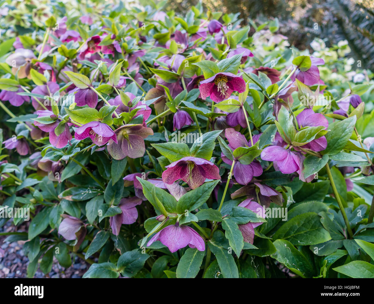 Closeup shot of fuchsia-colored Spring flowers in Seattle, Washington ...