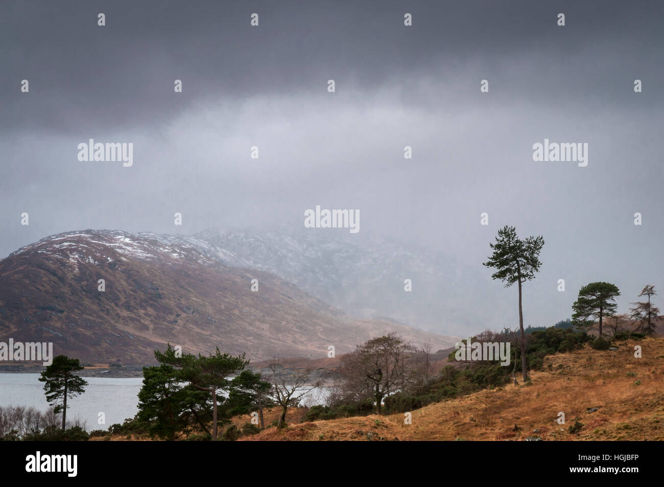Scots pine scotland hi-res stock photography and images - Alamy