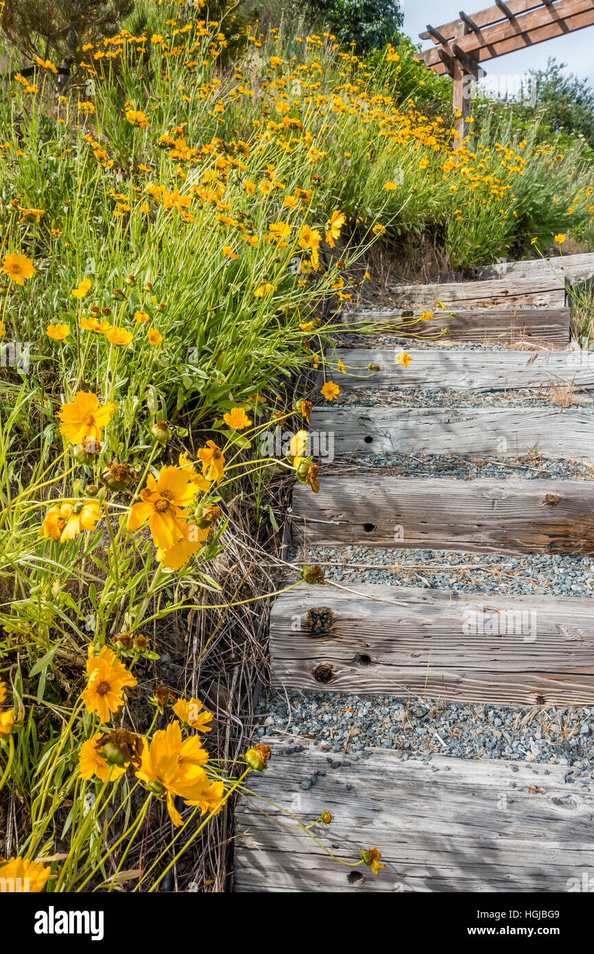 Brilliant yellow flowers grow next to outdoor wooden steps Stock Photo ...