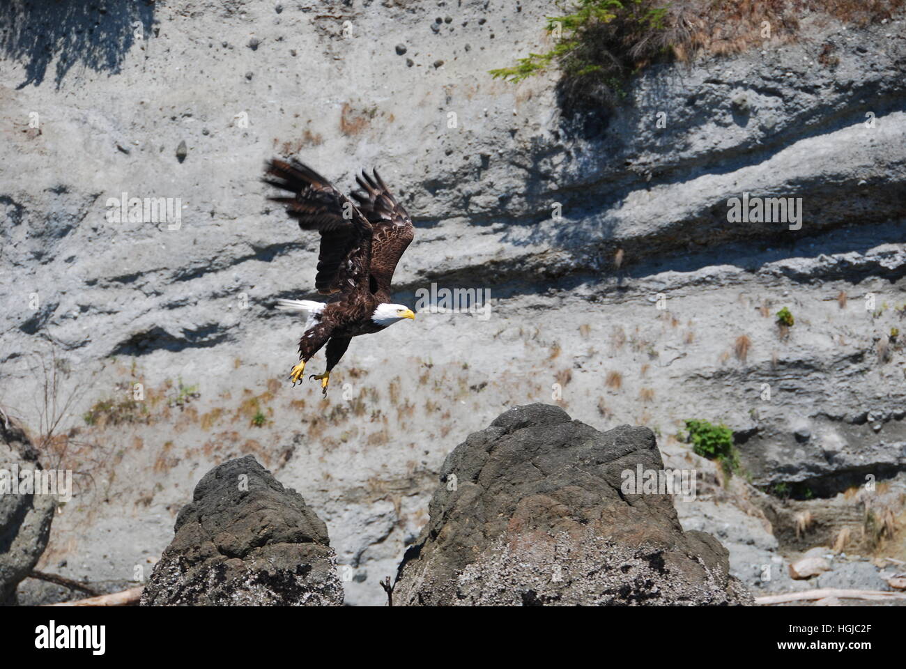 Bald Eagle in flight along cliffs Stock Photo - Alamy