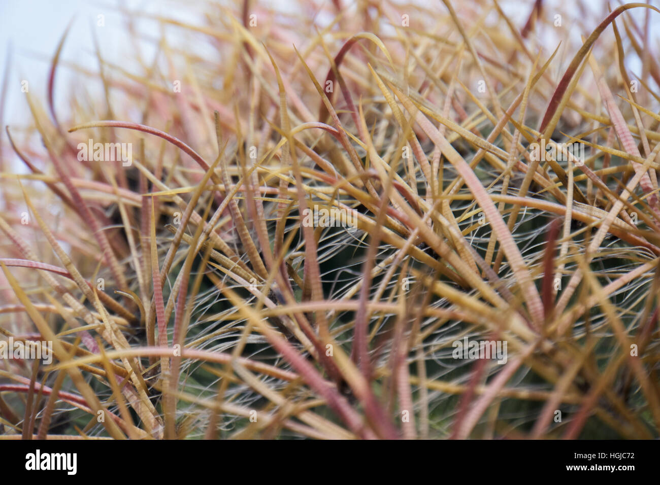 Fishhook barrel cactus hi-res stock photography and images - Alamy