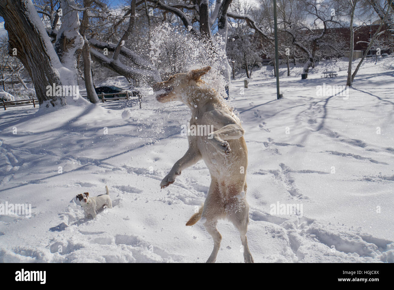 Snowball Dog High Resolution Stock Photography and Images - Alamy