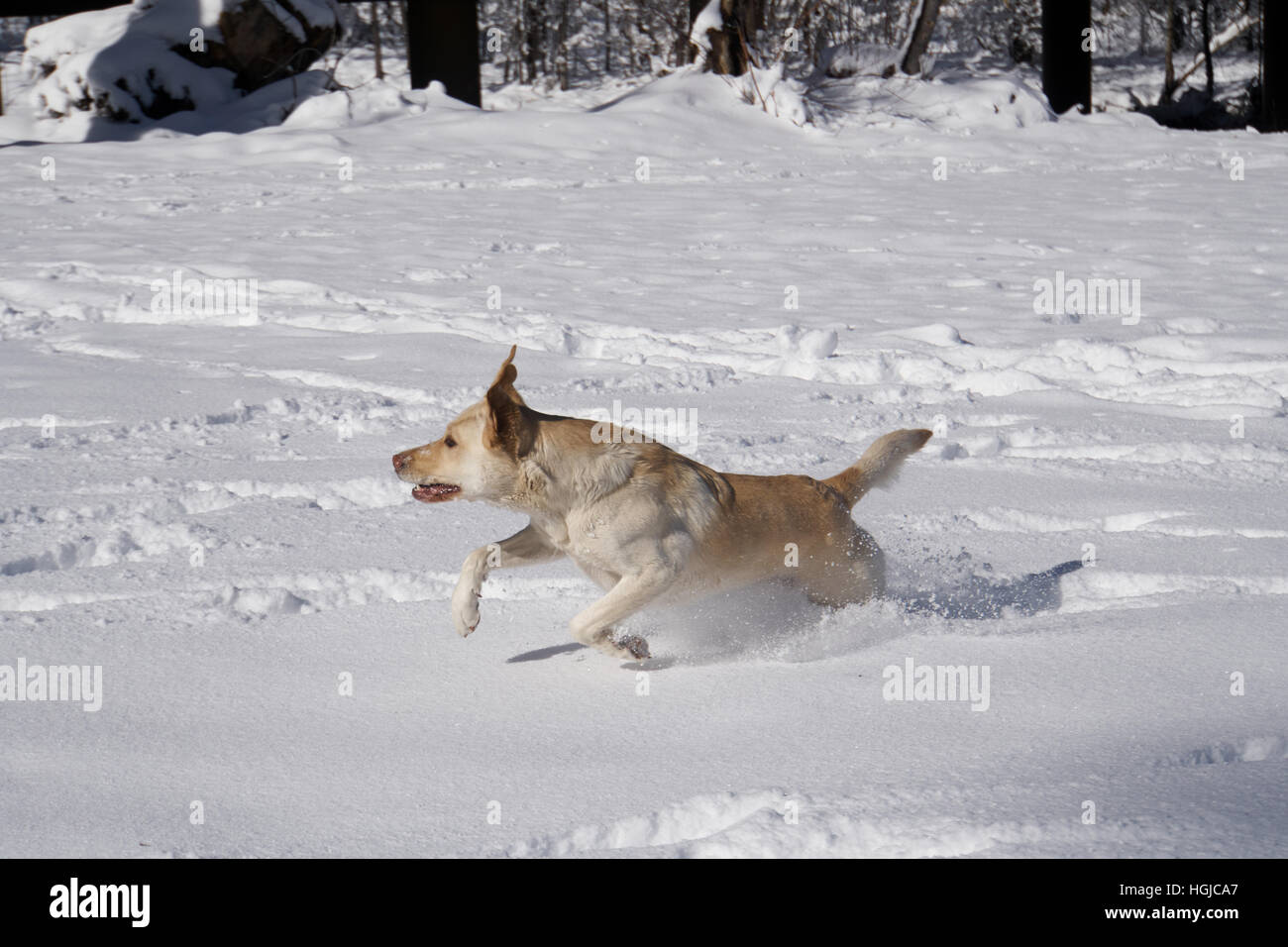 A dog chasing snowballs Stock Photo - Alamy
