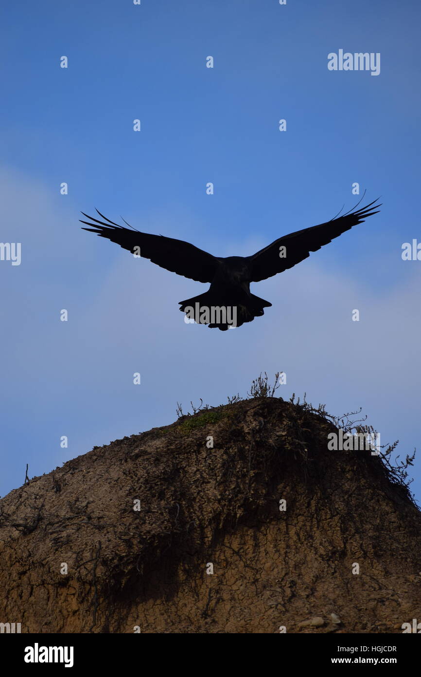 A raven gracefully lands on a cliff Stock Photo - Alamy