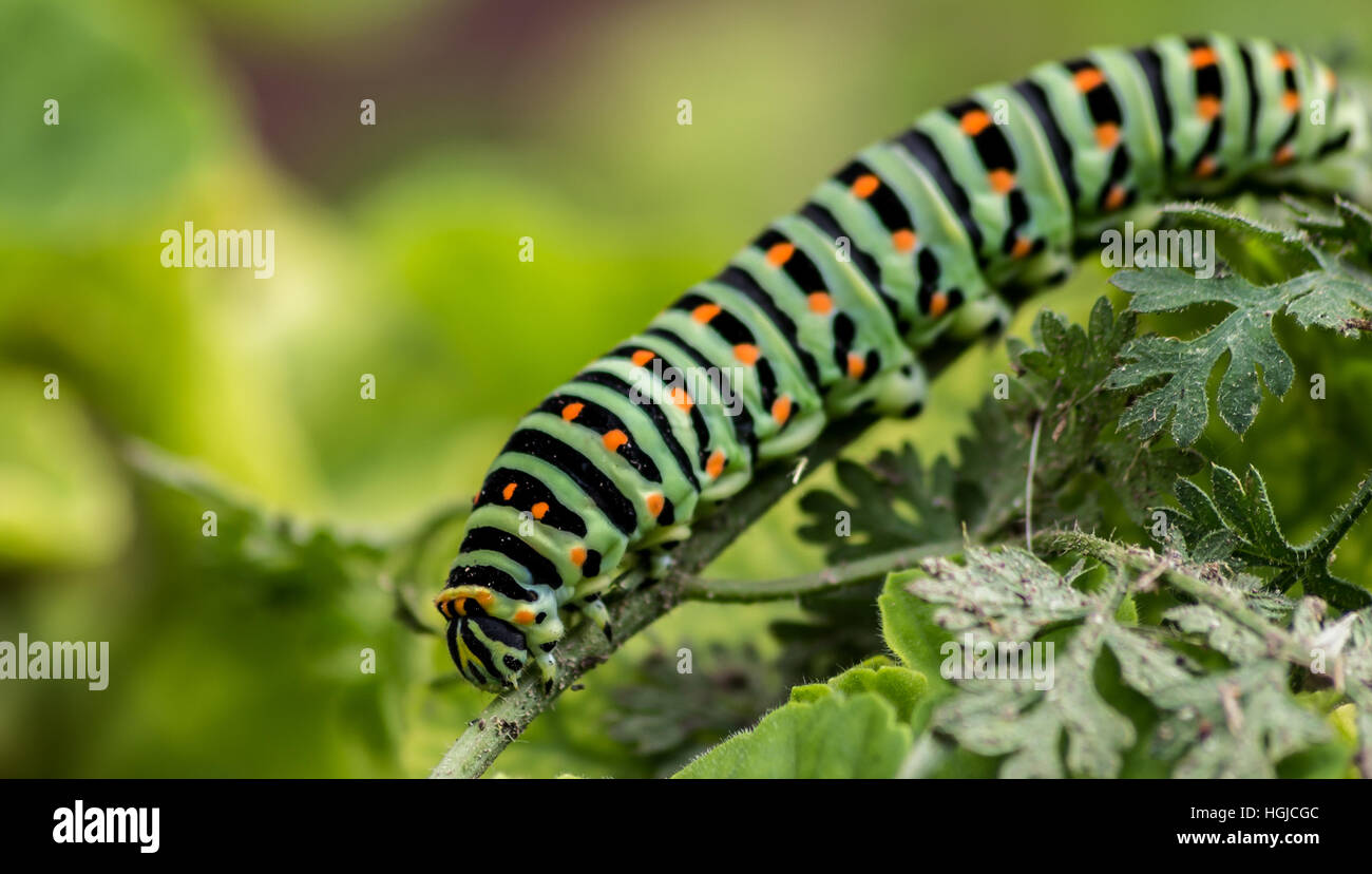 Black swallowtail caterpillar Stock Photo - Alamy
